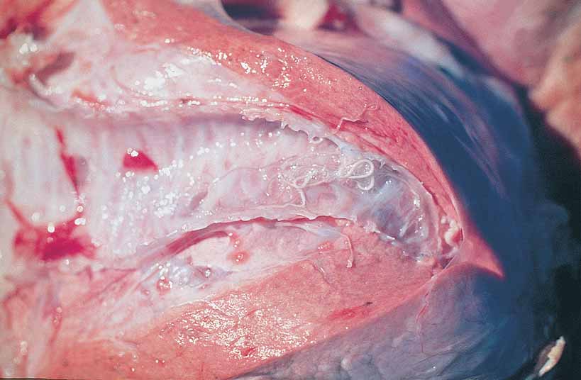 Know Your Worms | Virbac 3D Worming