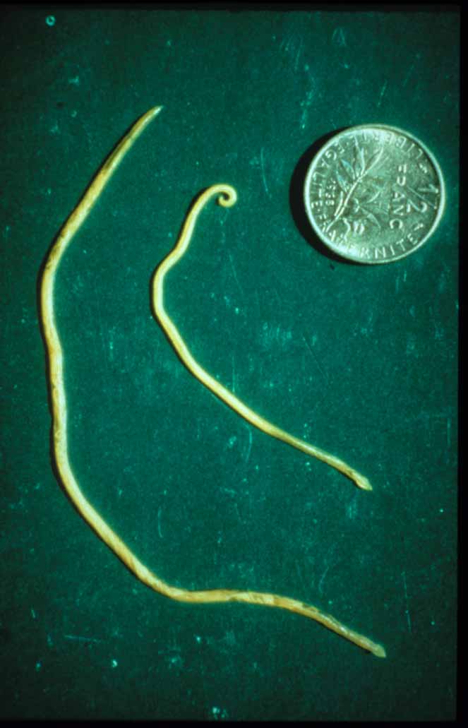 Know Your Worms | Virbac 3D Worming