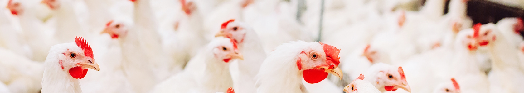 How to Correctly Feed Your Laying Hens?