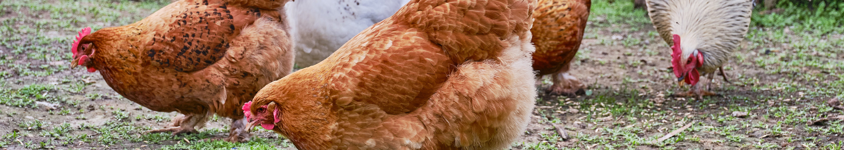 Chicken Pecking: How to Avoid It?