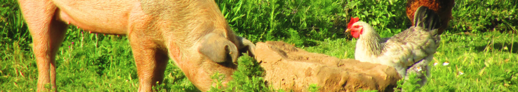 Food Producing Animals