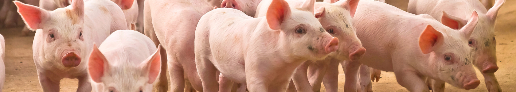 A New Breath for the Treatment of Respiratory Diseases in Pigs