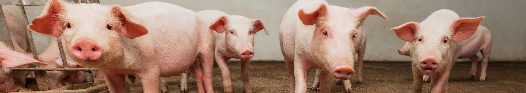 SUIGEN® PRDC: (6-in-1) ALL-in-ONE Vaccine for Piglets and Sows