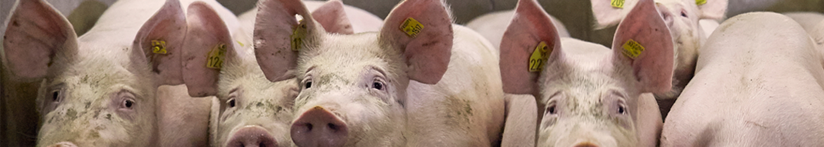 Porcine Respiratory Disease Complex