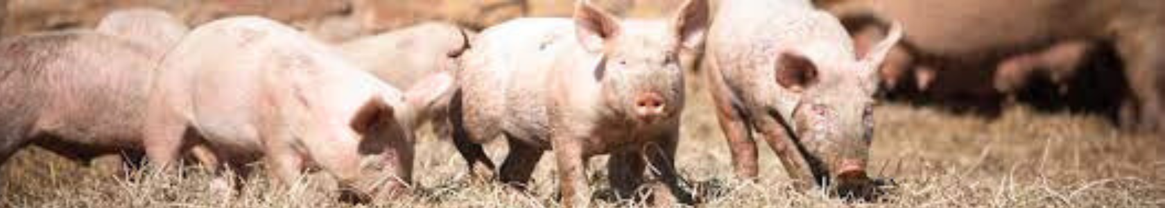 Swine vaccines: Suigen PCV2 enters the Philippines